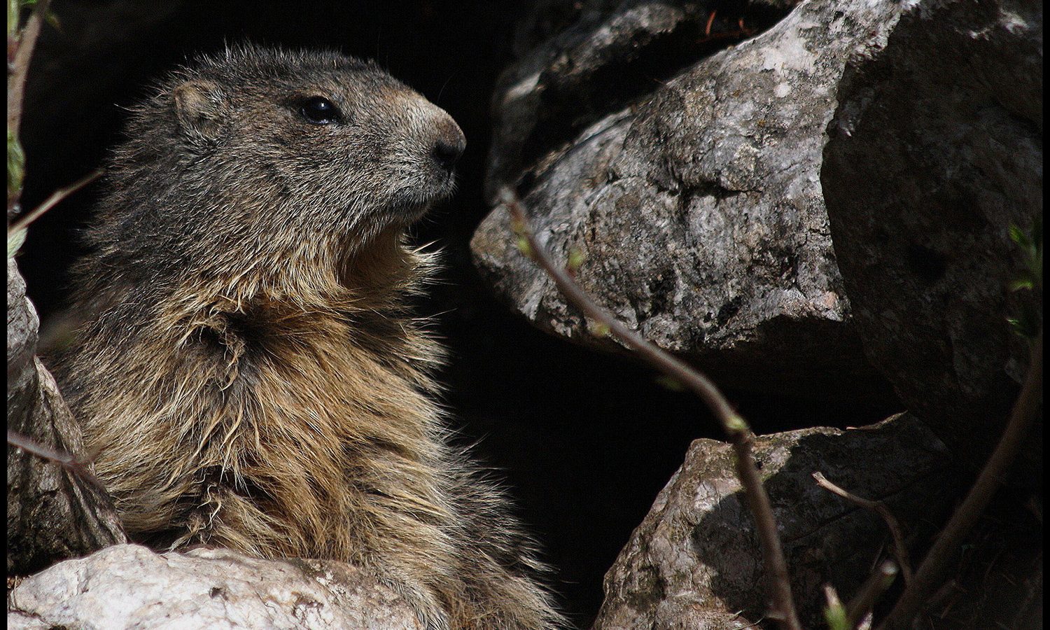 Debout les marmottes ! - My Haut Giffre